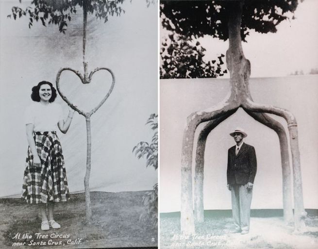 You Won’t Believe These Crazy Grafting Pics – PLANT HUMOR