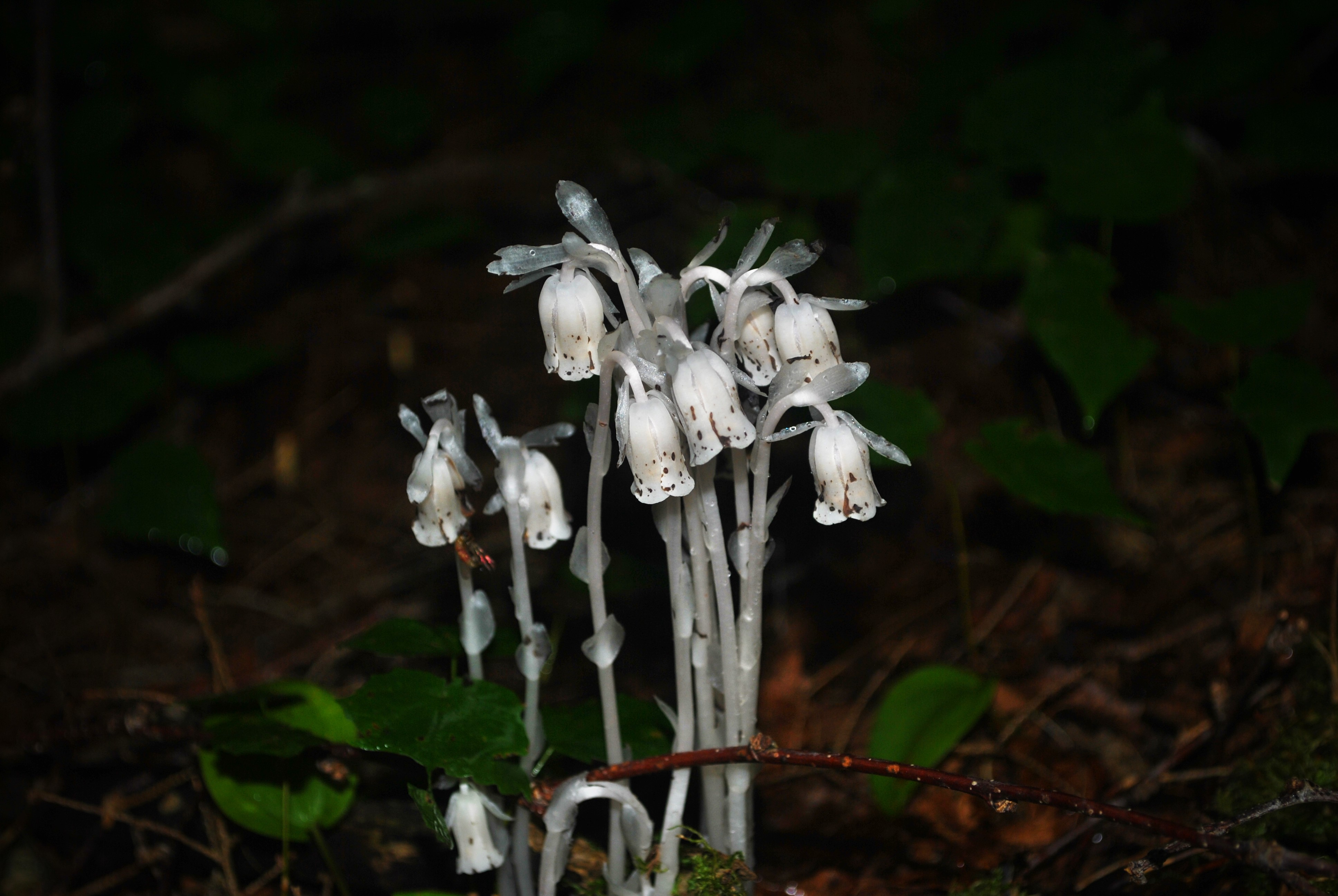 These Vampiric “Ghost Plants” Will Haunt Your Dreams – PLANT HUMOR