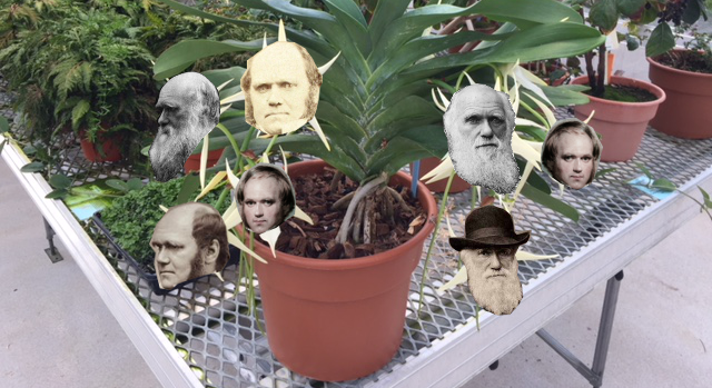 Throwback: Here’s How Darwin Predicted The Existence of the World’s ...