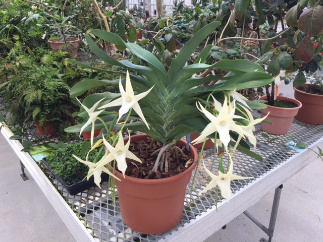 Throwback: Here’s How Darwin Predicted The Existence of the World’s ...