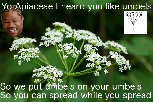 Memes – PLANT HUMOR