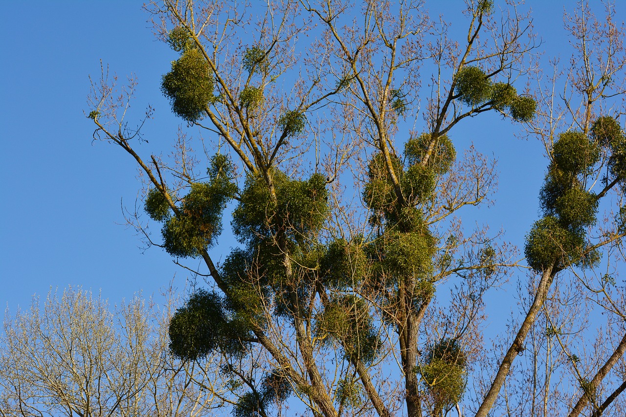 Mistletoe is Poisonous, Parasitic, and Spread by Poo – PLANT HUMOR